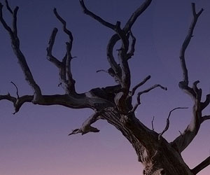 Fruitless trees | PEMPTOUSIA